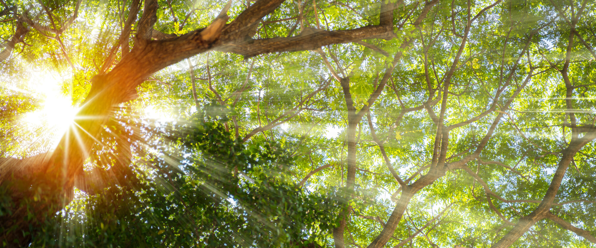 Kwalu Sustainability | Kwalu Healthcare